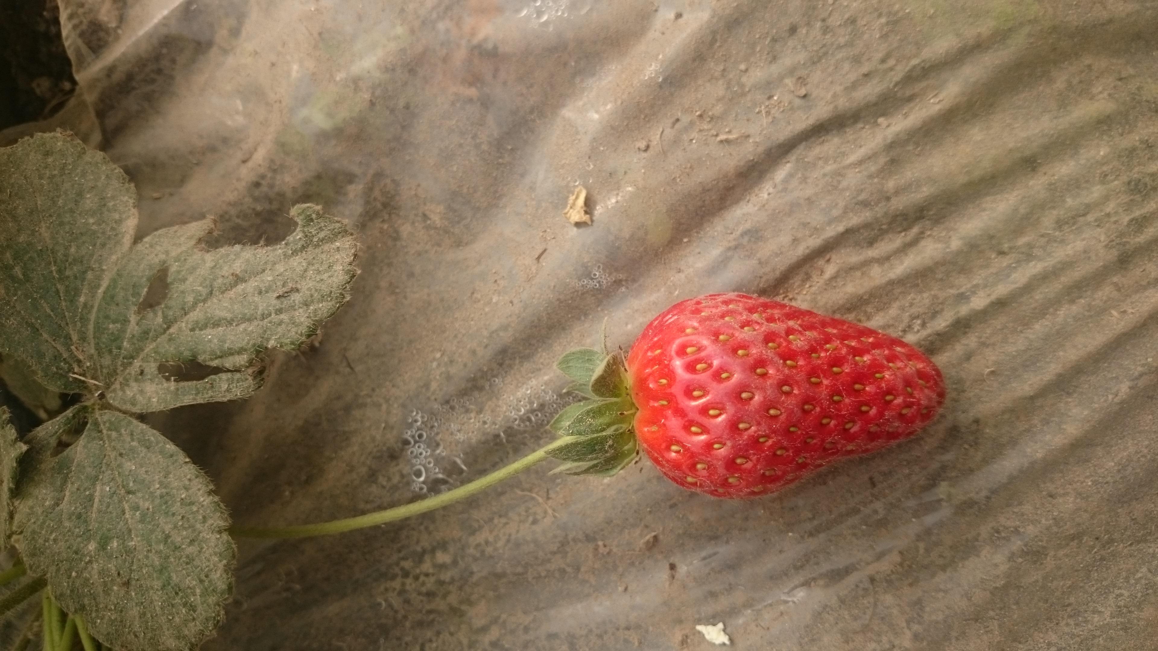 How To Use The Strawberry Object Detection Api