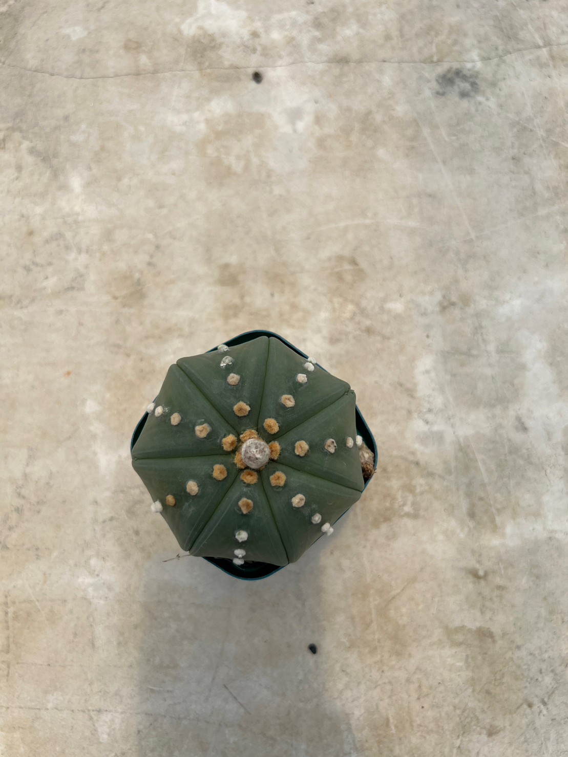 Renew Cactus Detection Object Detection Dataset And Pre Trained Model