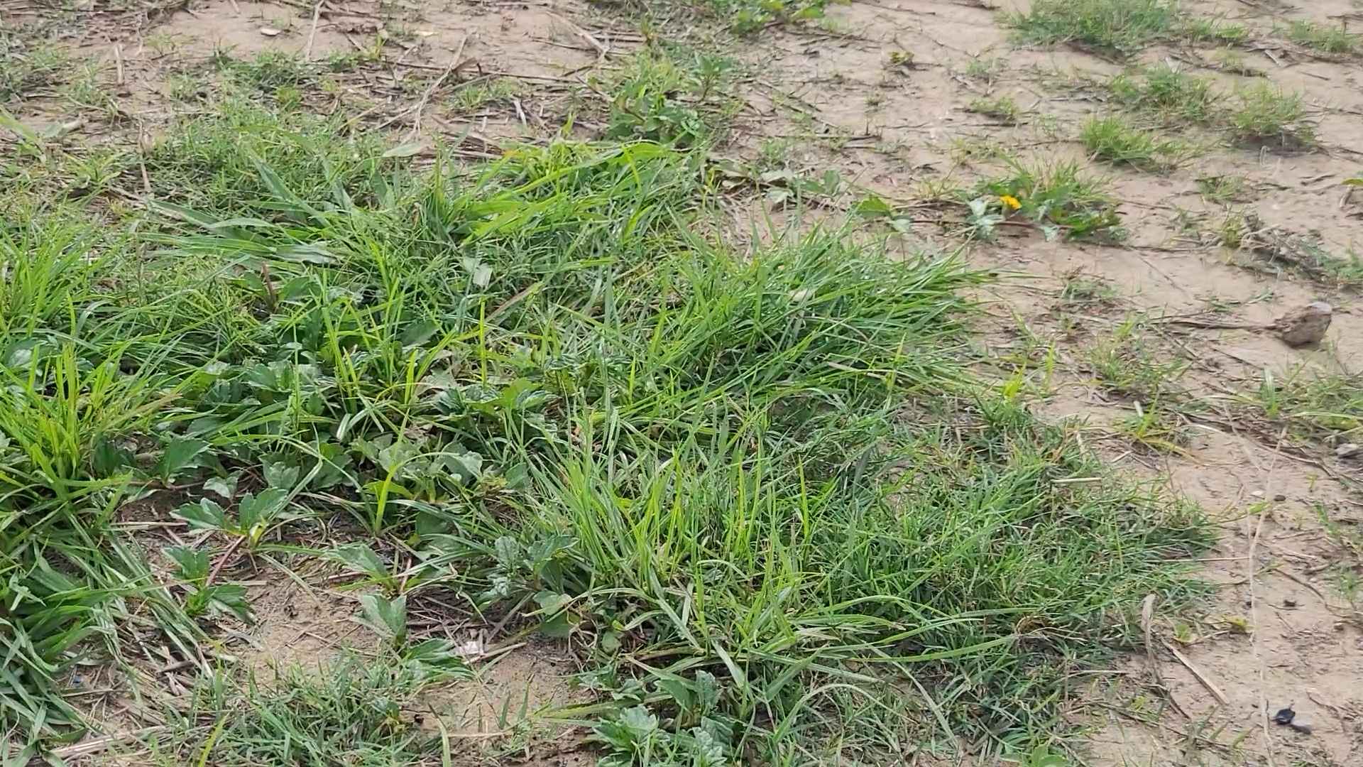 How to Use the grass Object Detection API