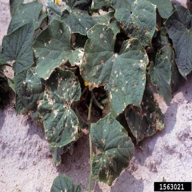 healthy_unhealthy_leaf Instance Segmentation Dataset by test