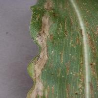 Final year project (final-year-project-j5tfd) - Roboflow Universe