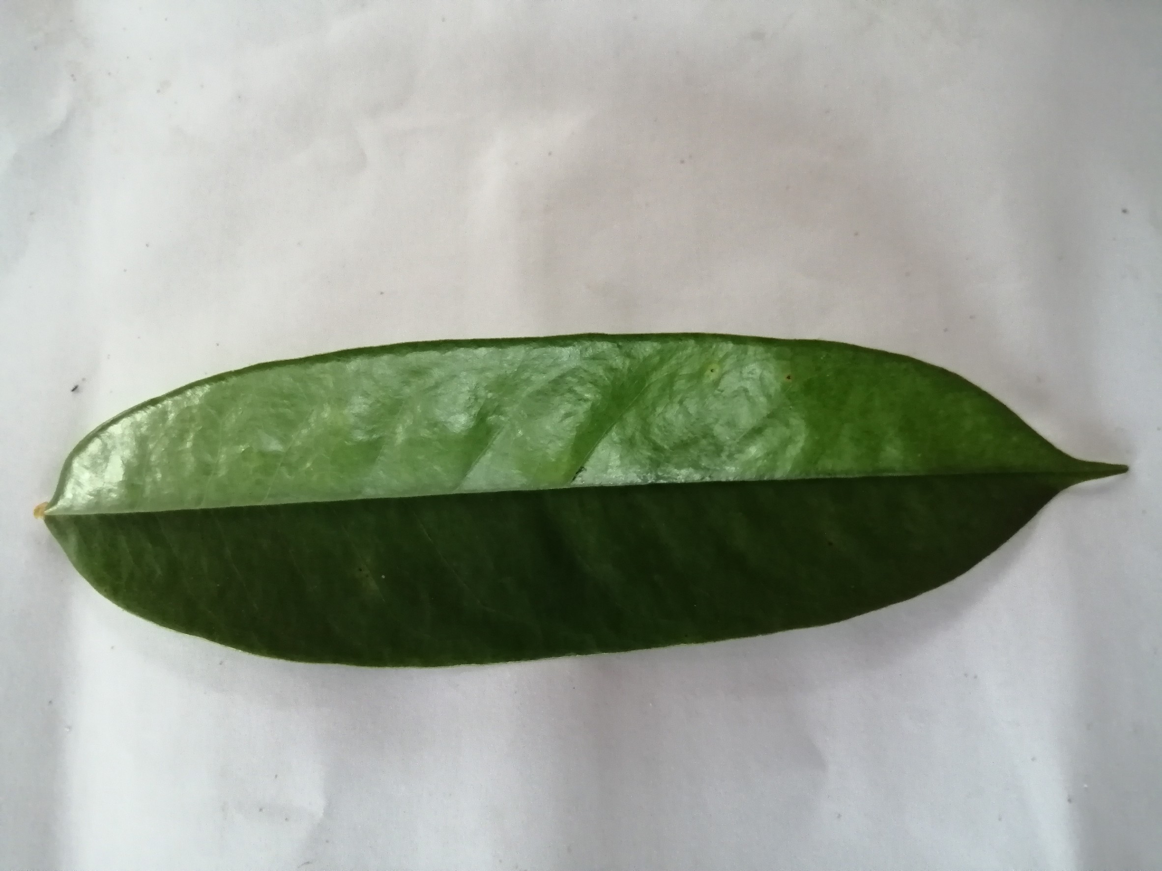 LocalDurianThai Instance Segmentation Dataset by durainthai