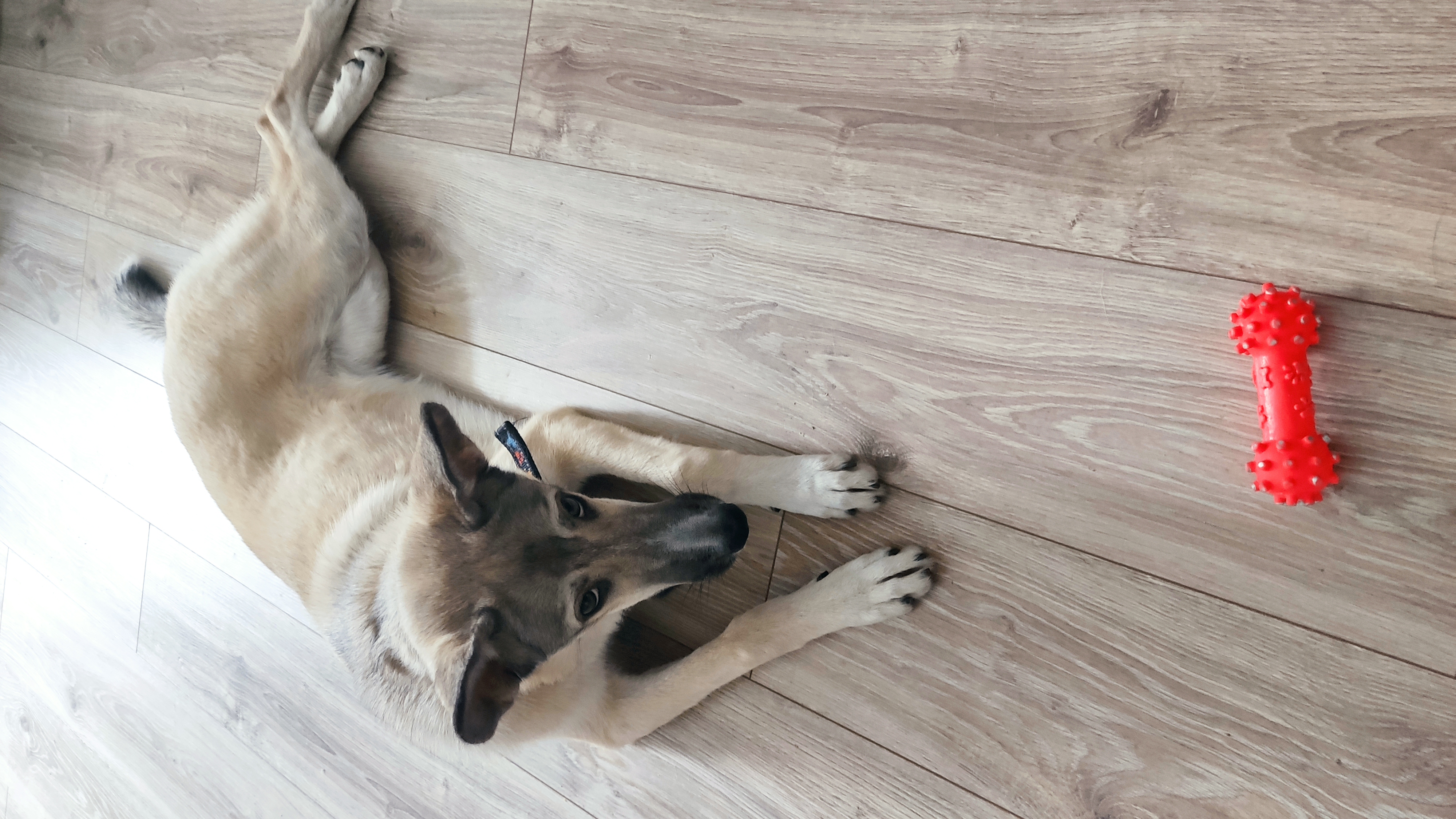 Dogs Object Detection Model by Alex Litv