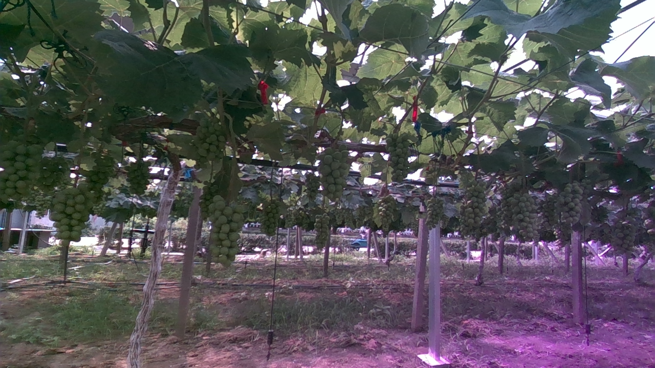 grape_dataset Object Detection Dataset by wanfu