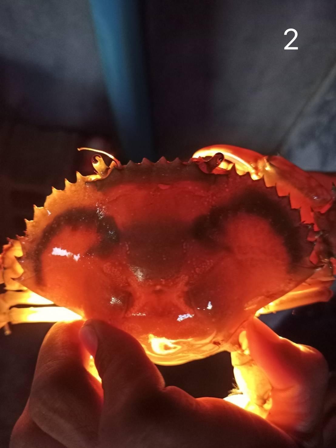 Crab classification Classification Model by PSU