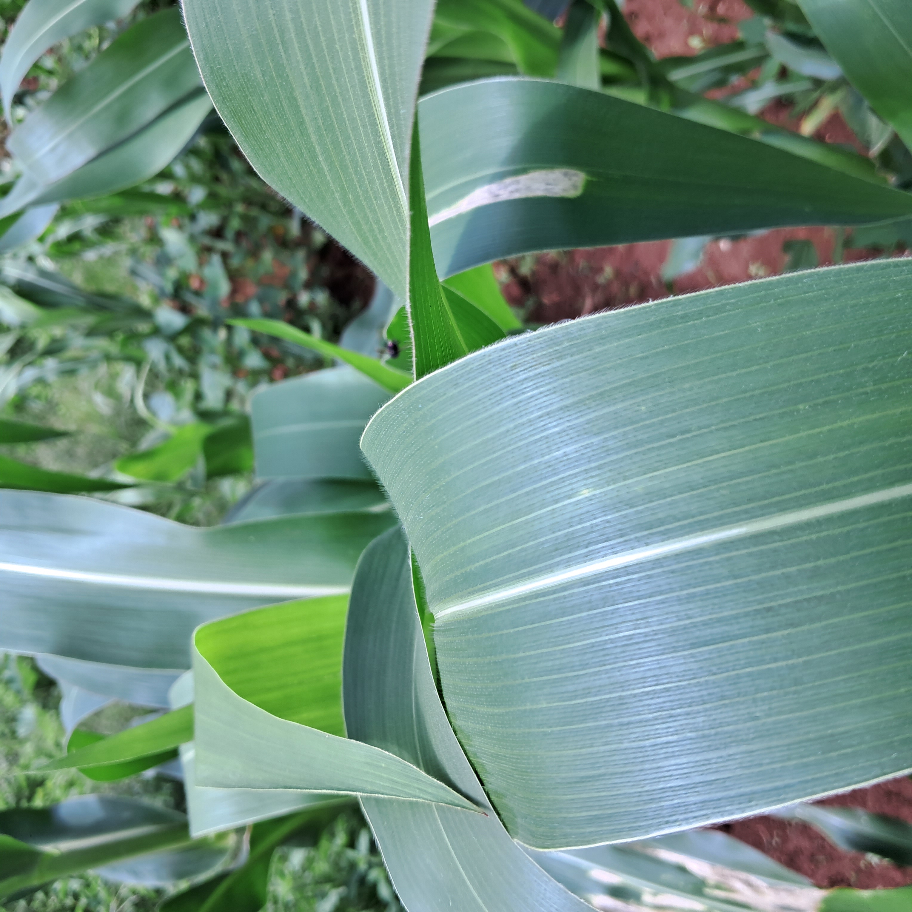 corn-leaf-dataset-split Object Detection Dataset by Dung Pham