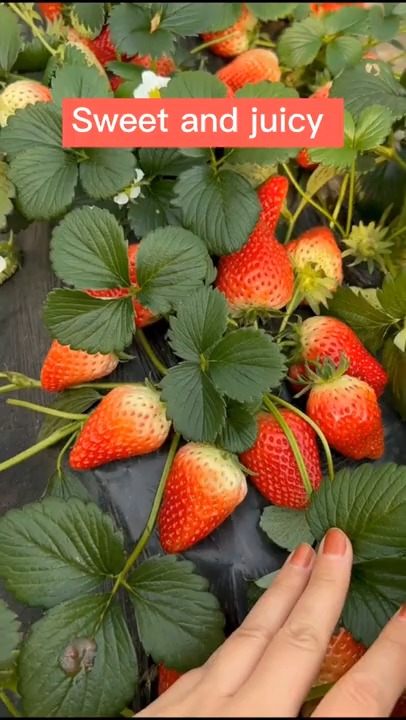 Strawberry Model Object Detection Dataset By Car Model