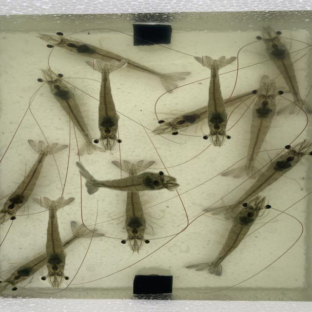 Shrimp Instance Segmentation Instance Segmentation Dataset By