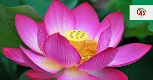 Lotus Detection Object Detection Dataset by hoasen