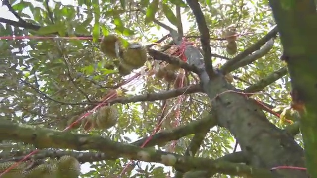 How to Use the durian Object Detection API