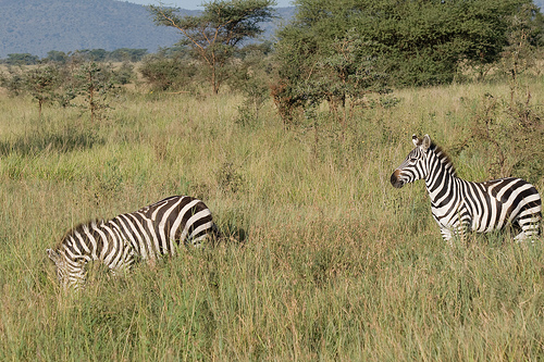 zebra Object Detection Dataset by Hewan2 Yosi