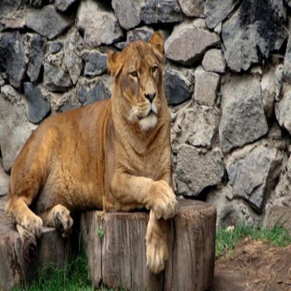 singa Object Detection Model by Hewan2 Yosi