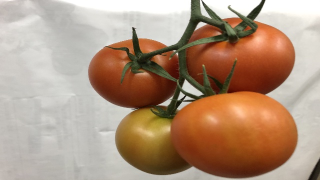 tomato 2024 Instance Segmentation Model by rutws