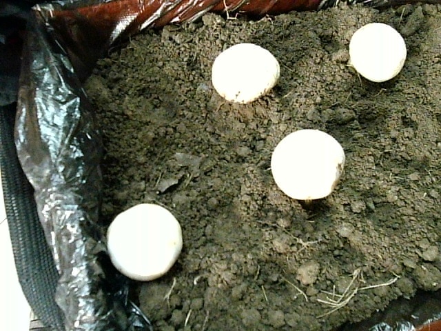 My First Project Object Detection Dataset By Mushroom