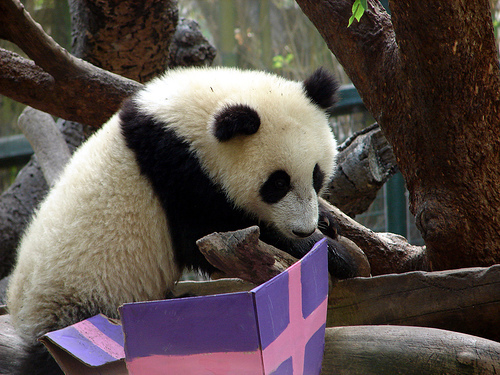 animal Object Detection Dataset and Pre-Trained Model by zhenhong