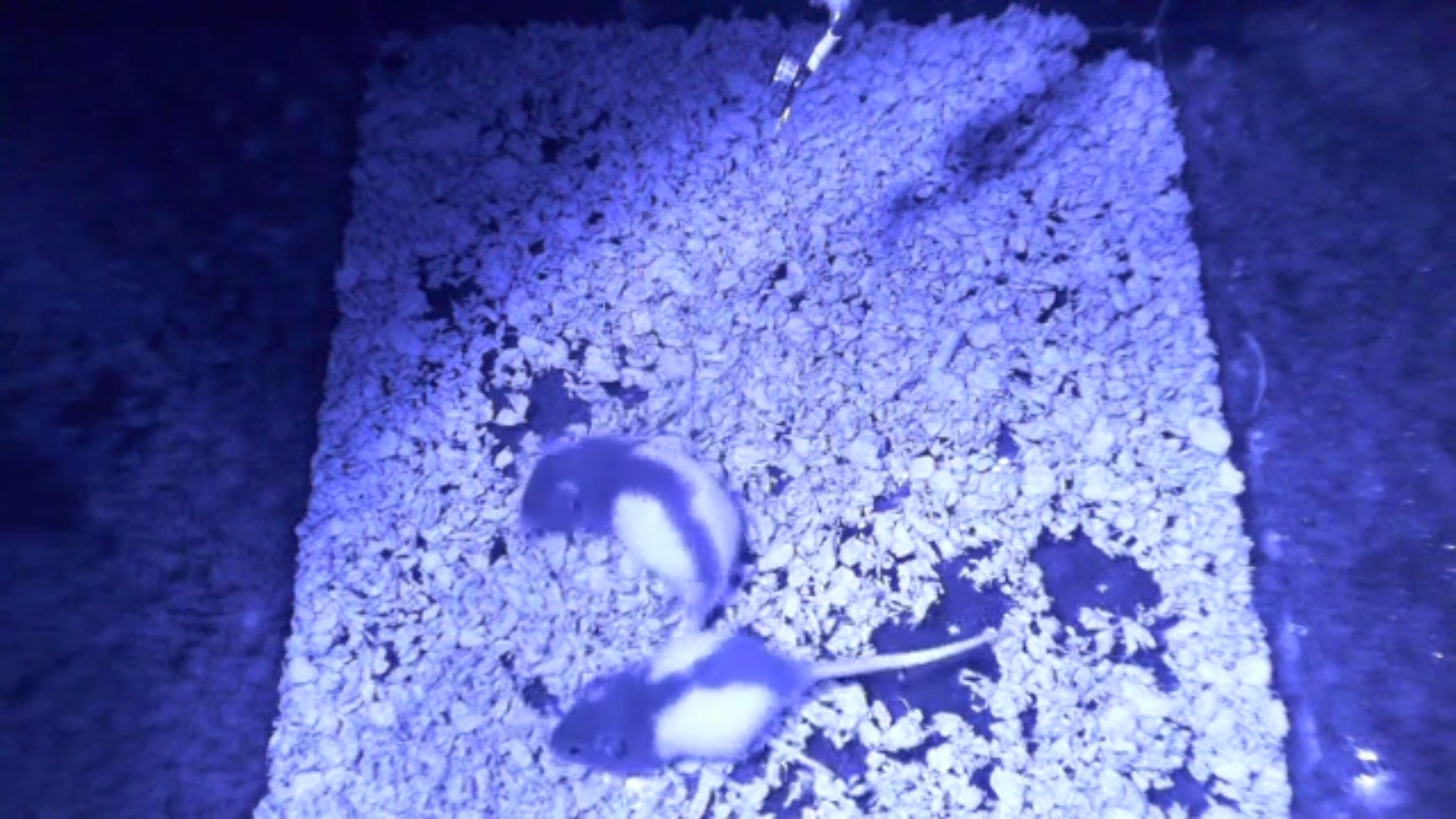 mice (mice-9abtt) - Roboflow Universe