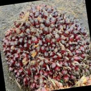 Fruit Palm Object Detection Model by Komputer grafik