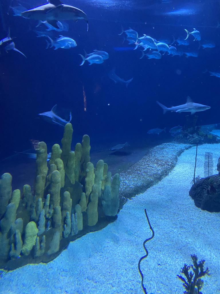 Underwater Model Roboflow Universe