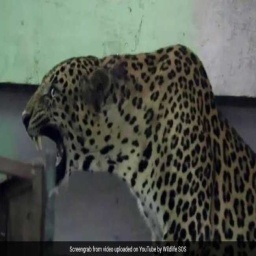 leopard Object Detection Dataset by Segmentation