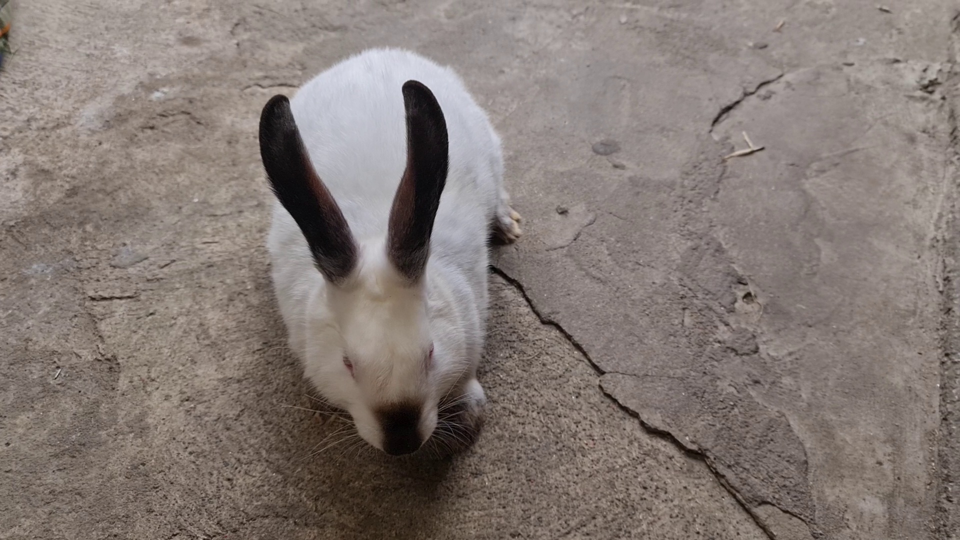 rabbit-breed-classification5 Classification Dataset by Rabbit Management