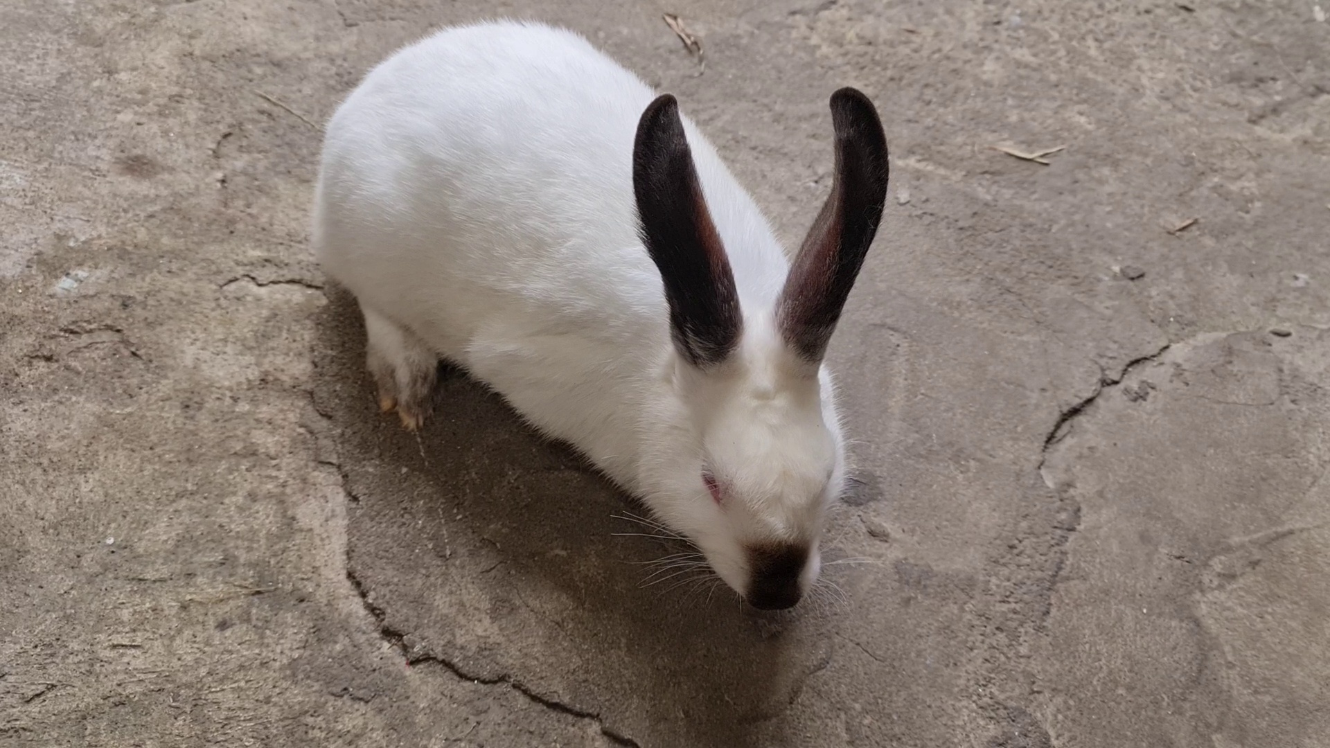 rabbit-breed-classification test Classification Dataset by Rabbit ...