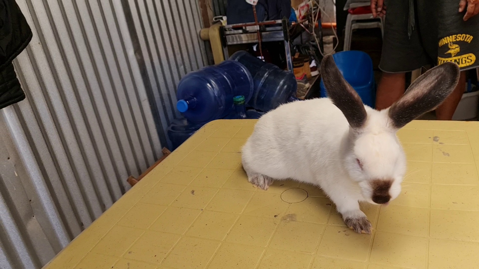 train7 Classification Dataset by Rabbit Management