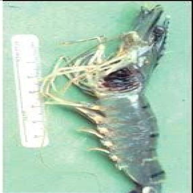 Shrimp Disease Object Detection Dataset by Personal