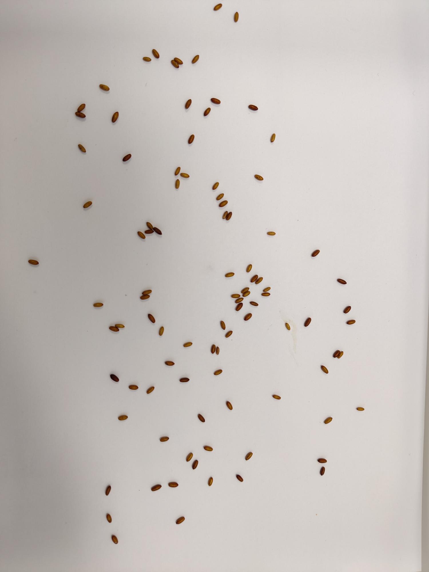 Merge Data Object Detection Dataset By University Of Adelaide