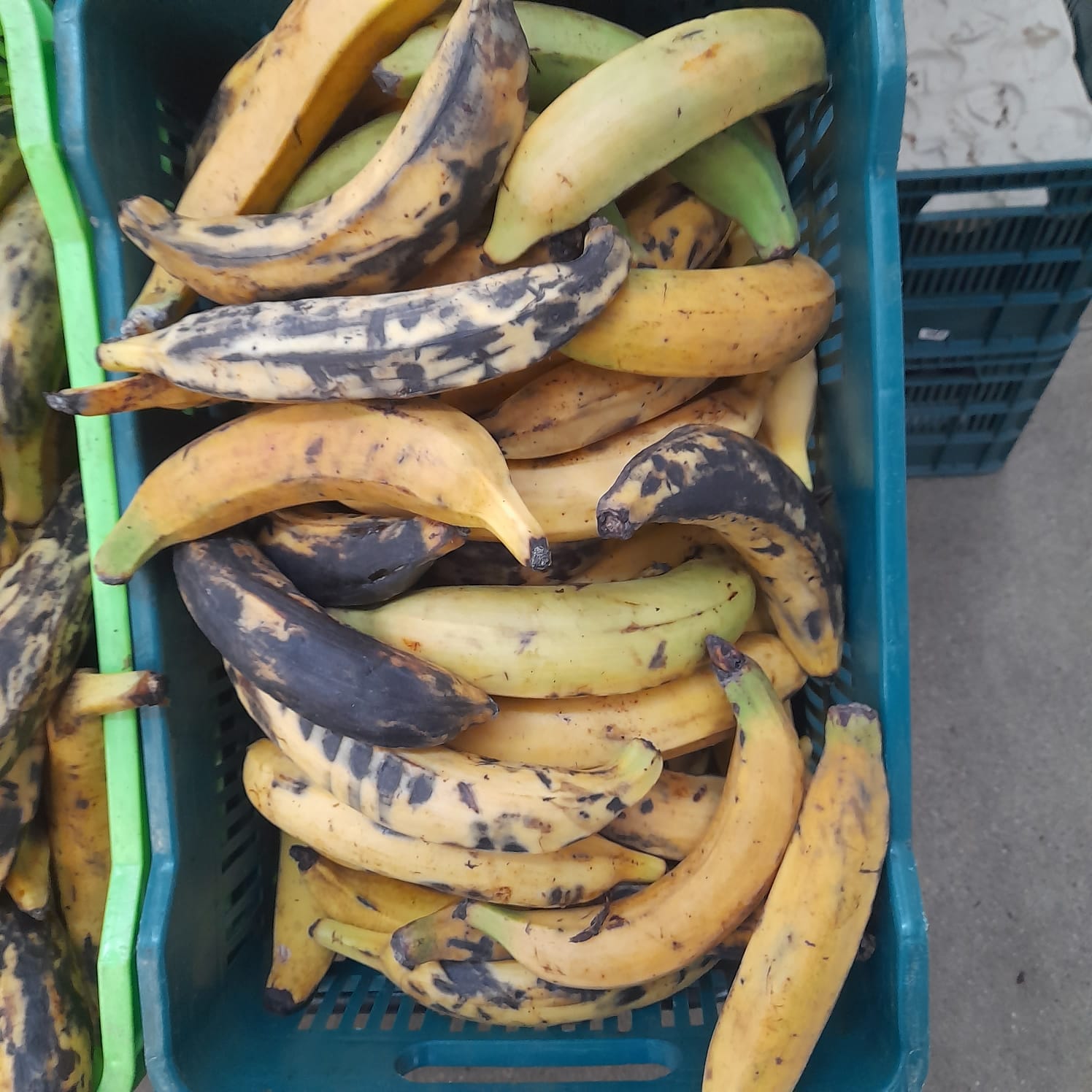 Banana Detection Object Detection Dataset And Pre Trained Model By Dpnsv3