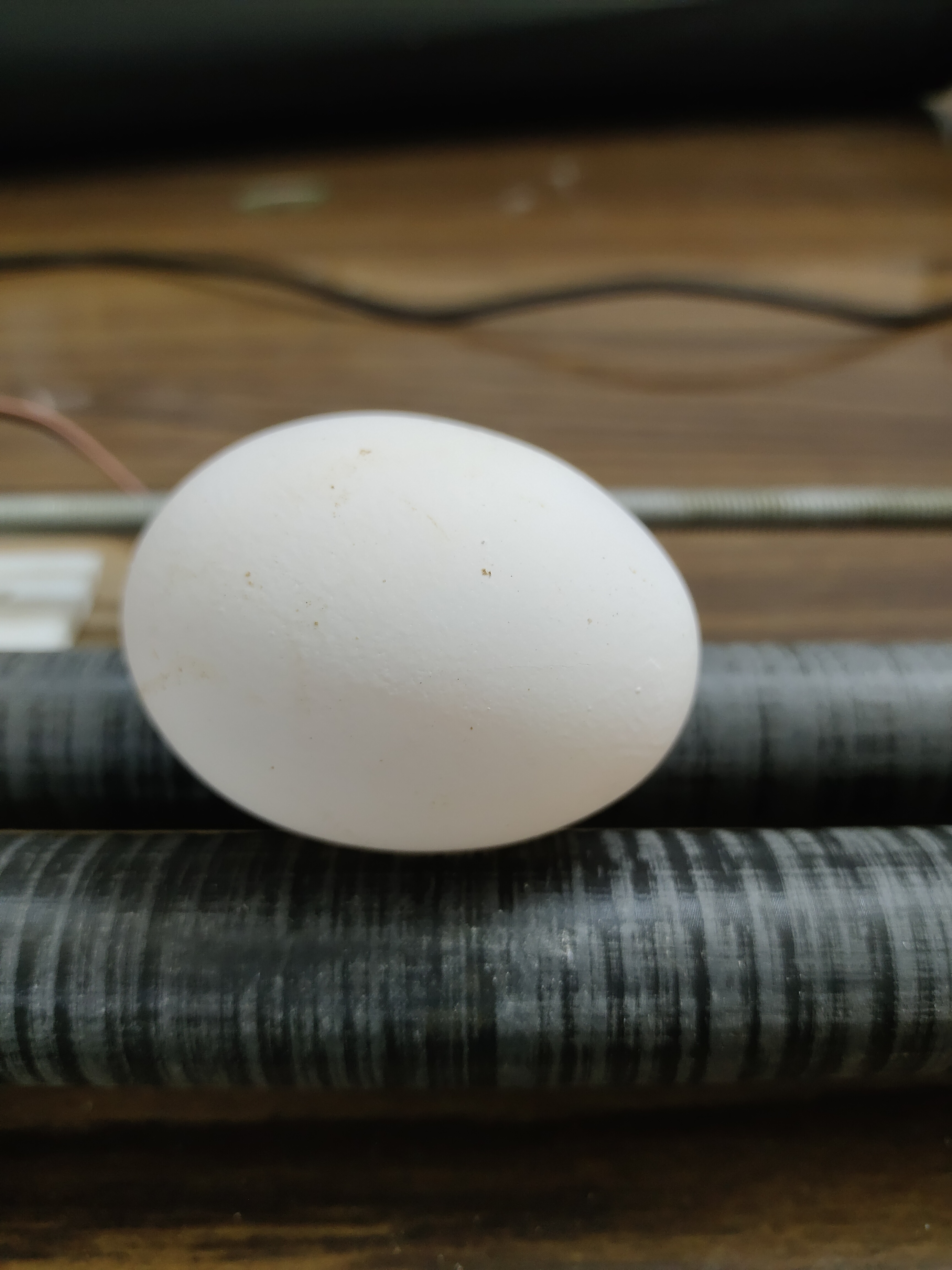 EGG Instance Segmentation Dataset by ANSC 460