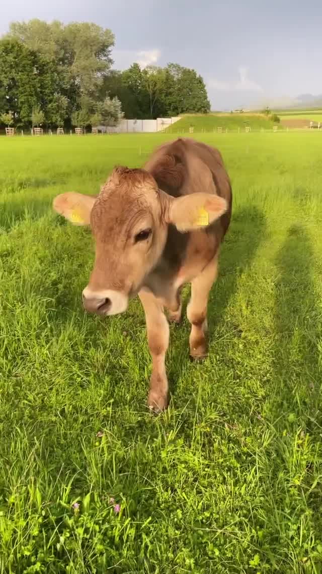 cow-faces Object Detection Dataset by Ntokozo