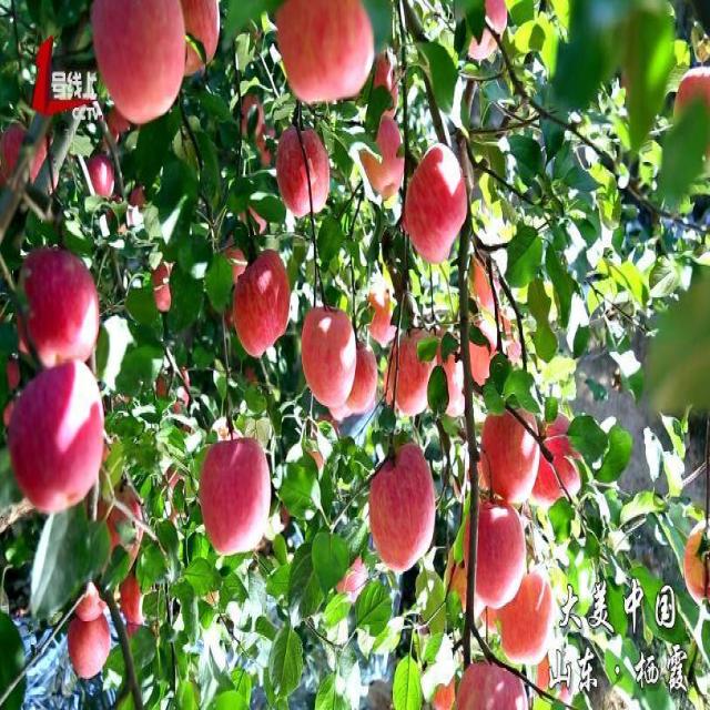 How to Use the apple Object Detection API