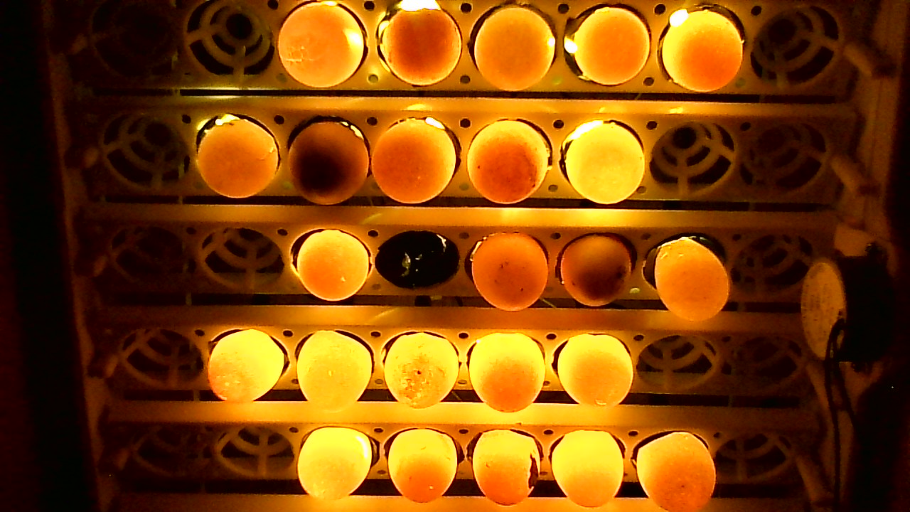 EMD Object Detection Dataset and Pre-Trained Model by ECEN 353 Machine ...