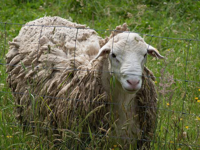 zxc Instance Segmentation Dataset and Pre-Trained Model by Discord Bot Test