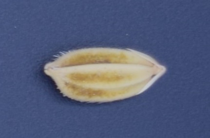 rice-seed-classification Object Detection Dataset and Pre-Trained Model by rmuti