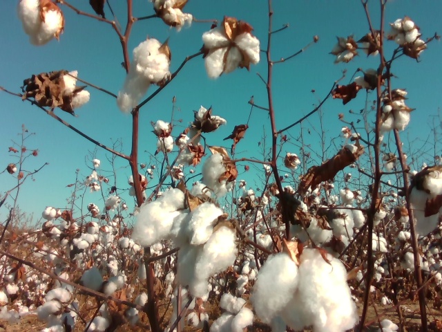 Cotton Dataset Annotation Task Object Detection Dataset And Pre Trained Model By Zhang Lab Projects