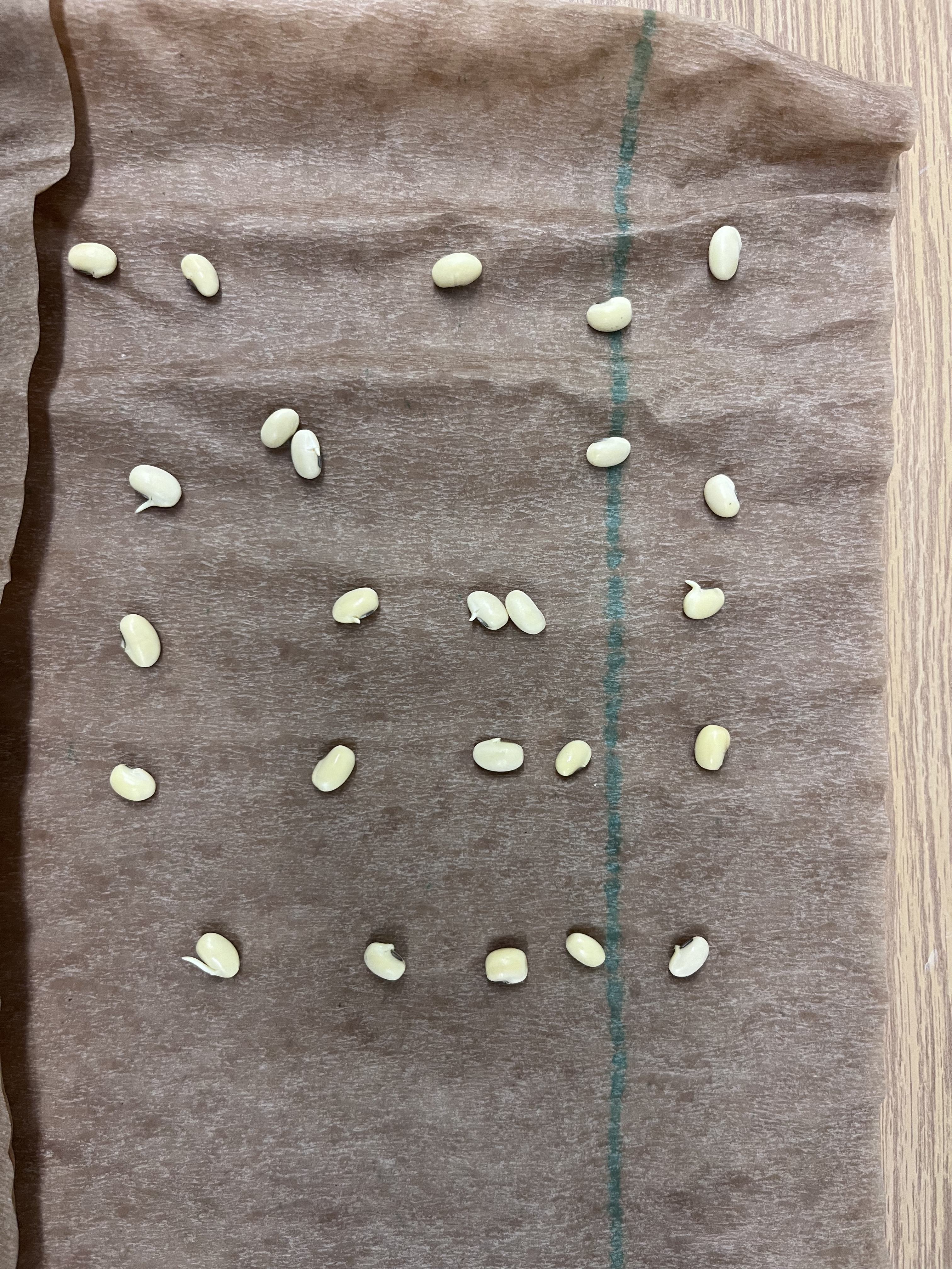 Seed Germination Object Detection Dataset by Zhang lab Projects