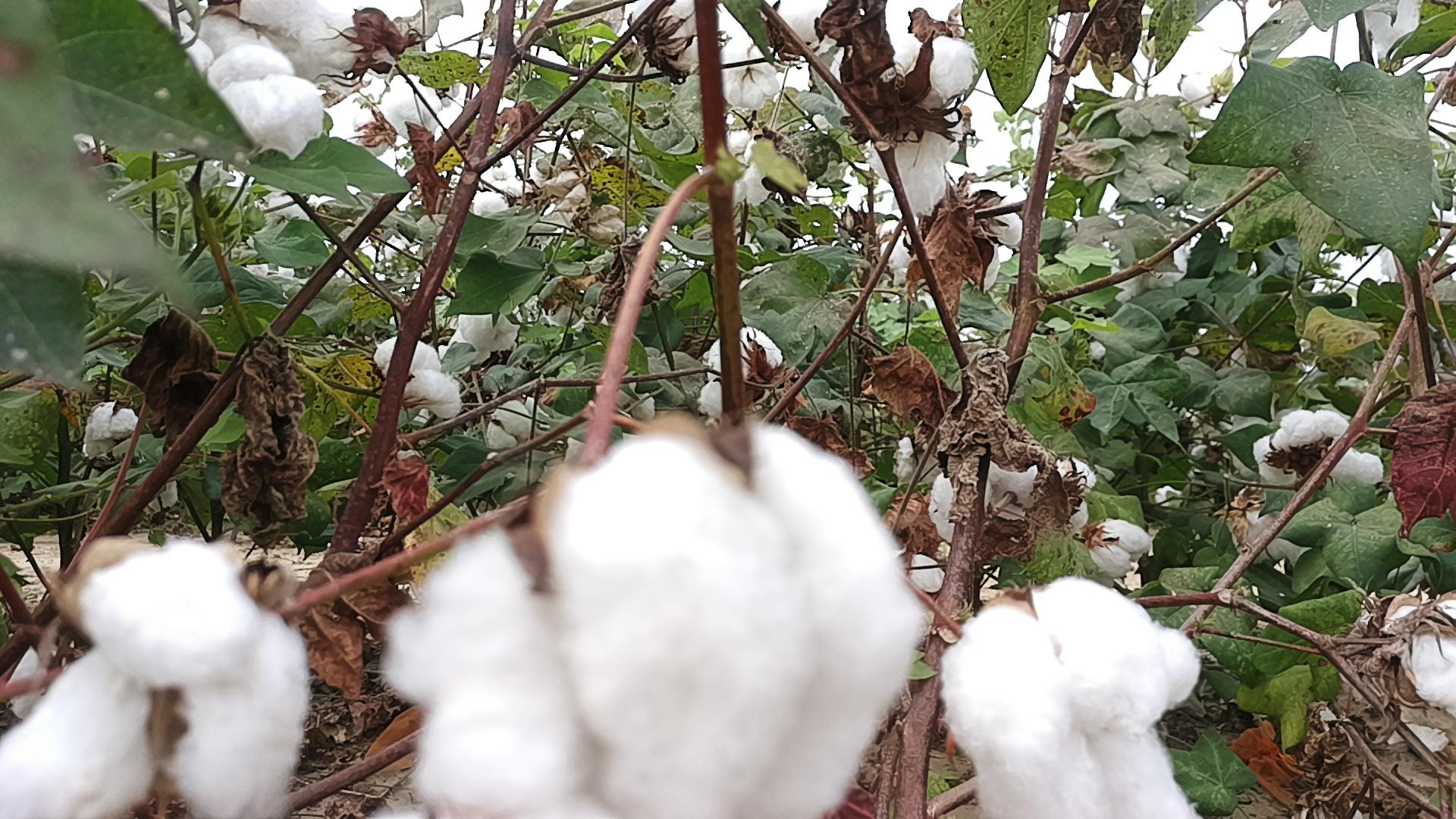 Cotton SAM Area calculation Instance Segmentation Dataset by Zhang lab Projects