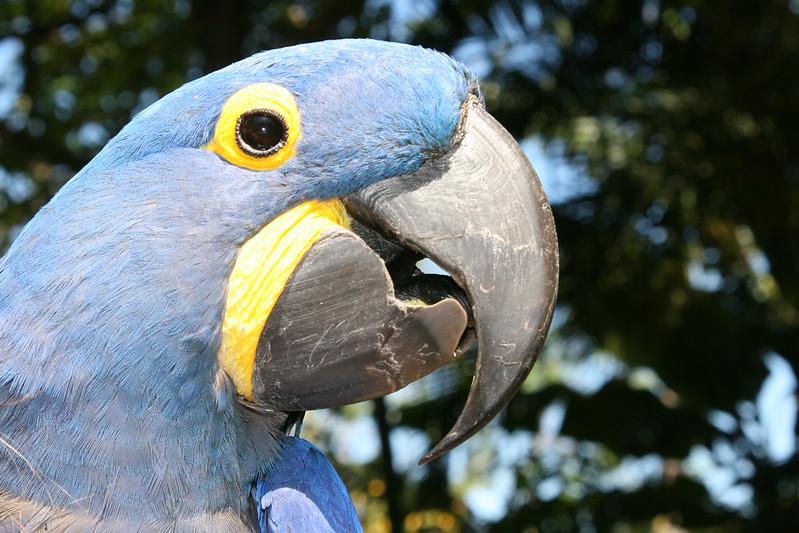 bird Object Detection Dataset and Pre-Trained Model by Project