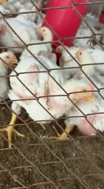 Bird Detection And Tracking For Healthcare Monitoring In Poultry Object
