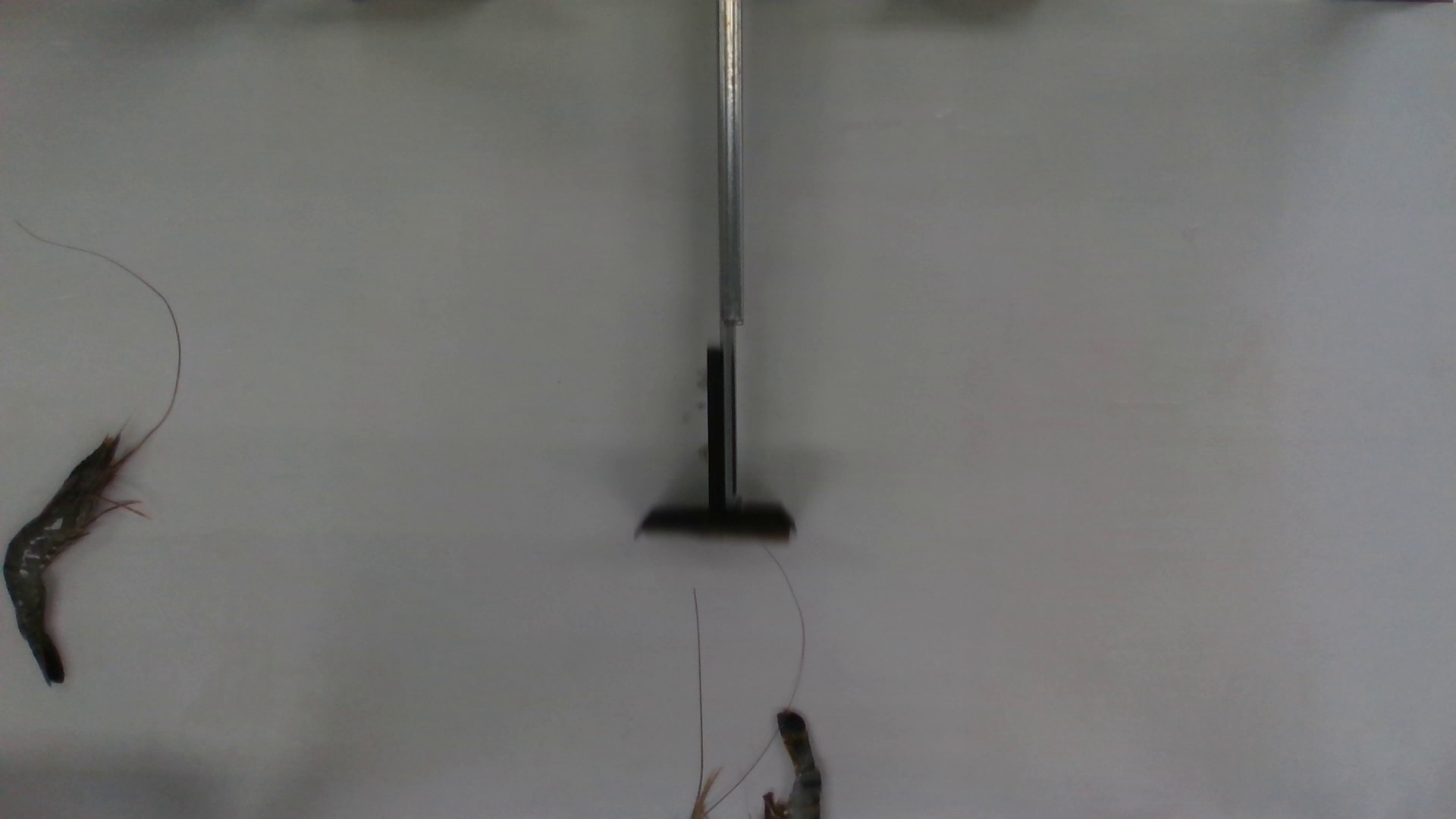 Shrimp Segmentation Object Detection Dataset By Shrimp