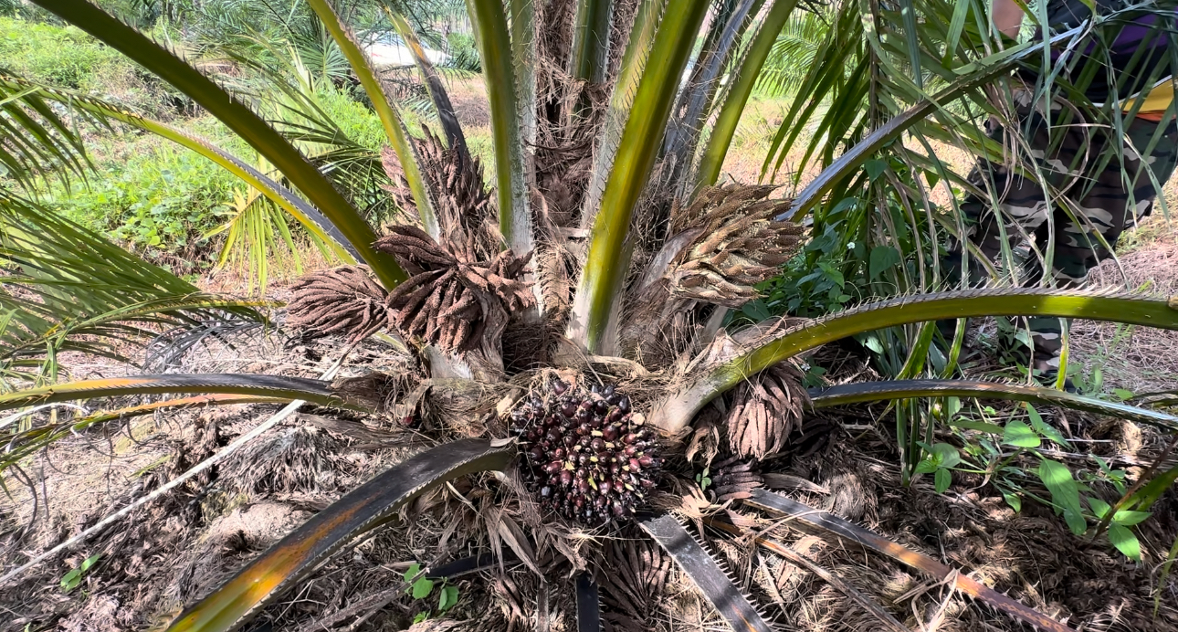 Palm Oil Flower Detection Object Detection Dataset By Syaiful