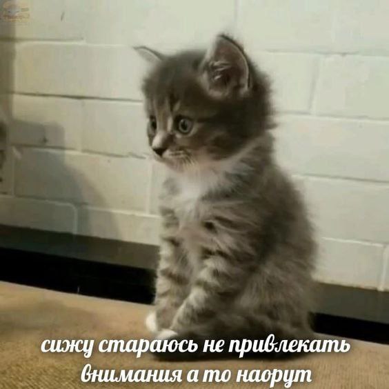 Laba2 Instance Segmentation Dataset and Pre-Trained Model by project-esnb4