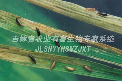 like:data-science-project/common-rice-pests-philippines | Roboflow ...