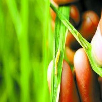 Rice Insects Object Detection Dataset and Pre-Trained Model by TIP