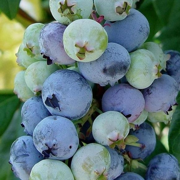 BlueBerries Instance Segmentation Dataset by debasiskumaredugmailcom