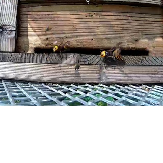 Bee Object Detection Dataset by tf2bee