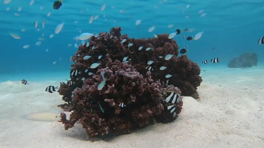 fish Object Detection Dataset by FISH