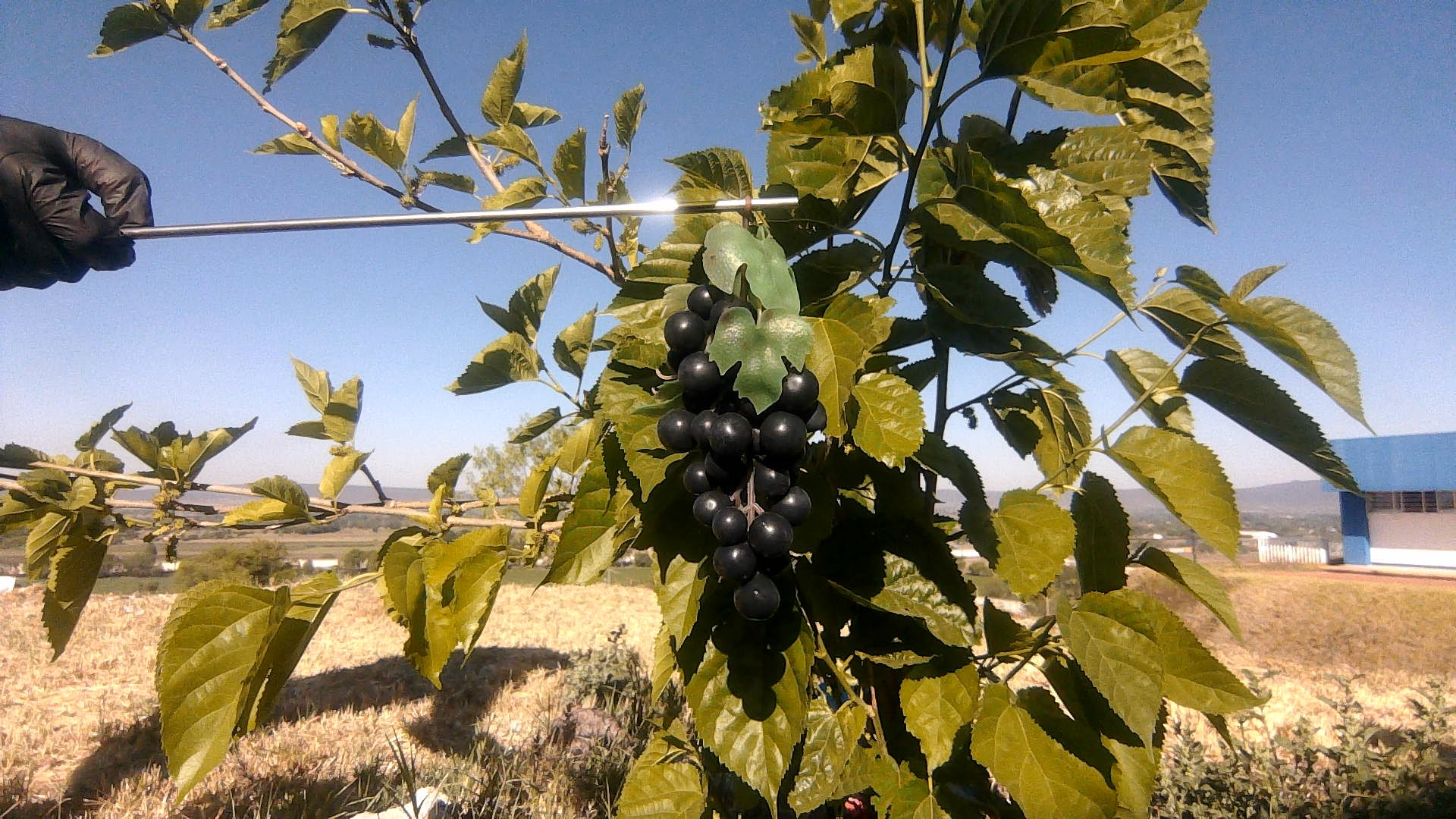 Grape Objects Object Detection Dataset by WSMexico