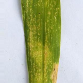 Corn Leaf Disease Detection Object Detection Dataset by CornDiseaseProject